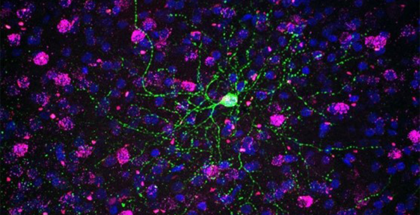 New Interneuron | Harvard Medical School
